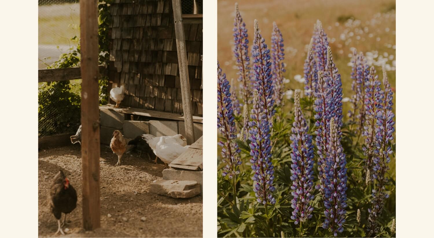 Romantic Brown Family Homestead Wedding - Washington Photographer